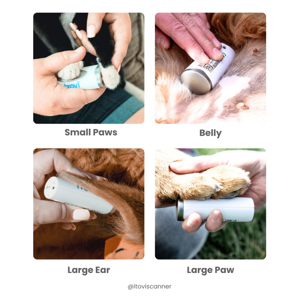 Scanning Your Pets with iTOVi - iTOVi - Discover wellness for Your Pets ...